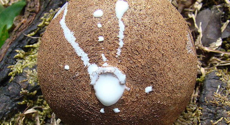 10 Fascinating Discoveries Made by the Aztecs - Big Edition